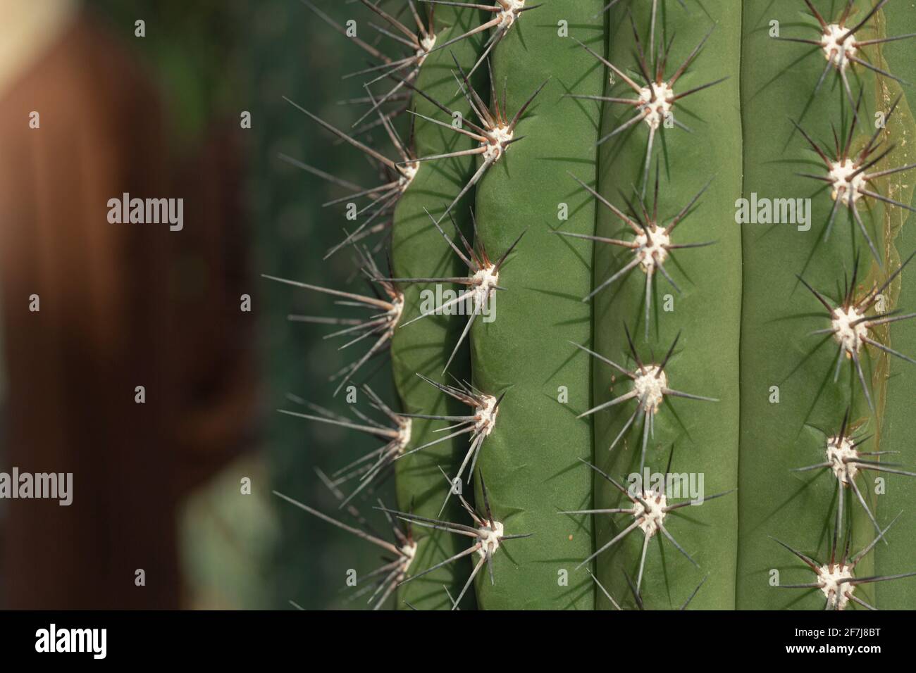 Assorted cactus hi-res stock photography and images - Alamy