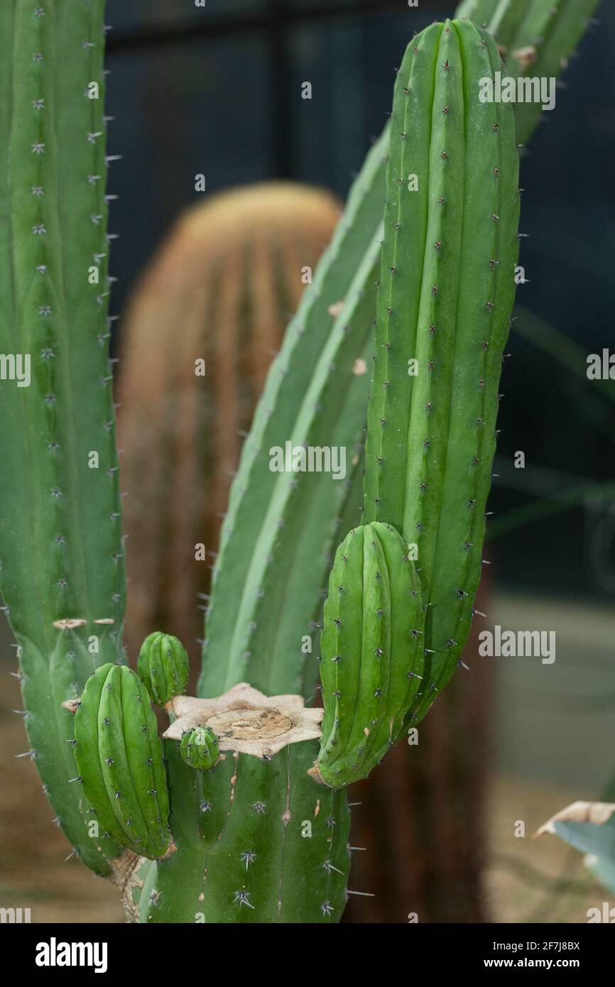 Cactus botanical garden section hi-res stock photography and images - Alamy