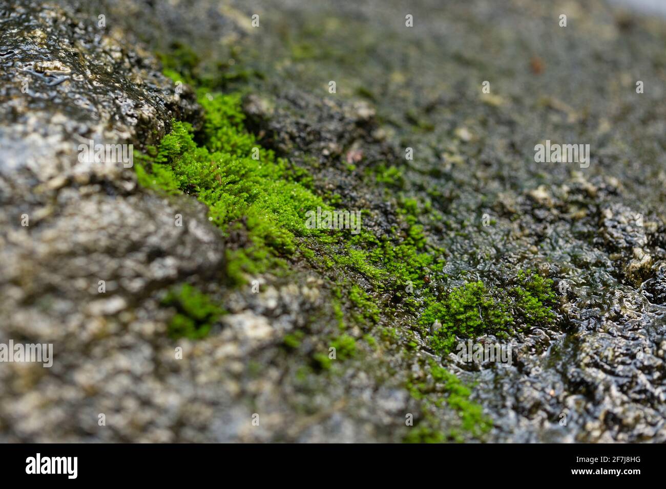 Moss garden indoor hi-res stock photography and images - Alamy