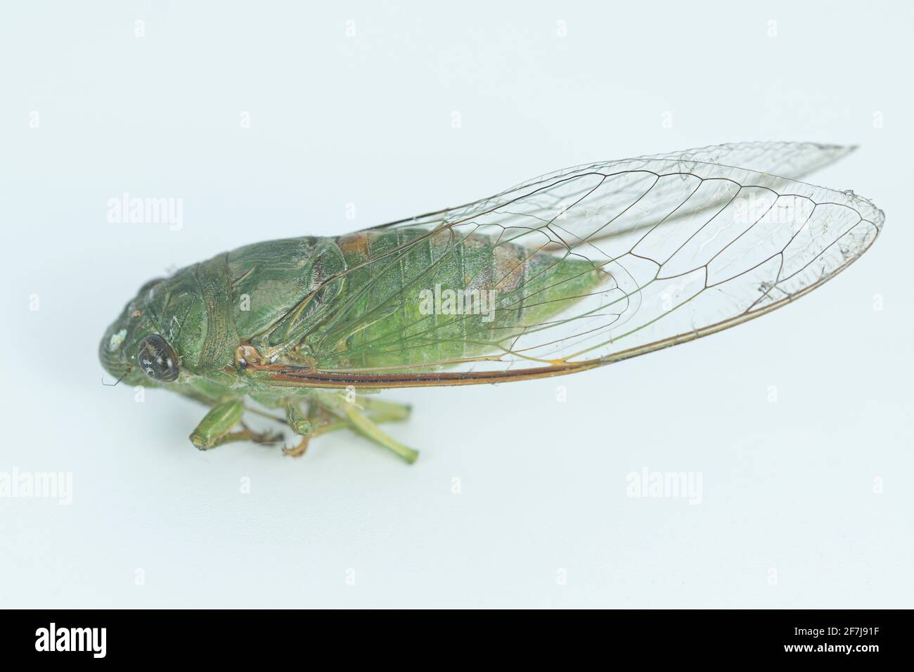 A close-up side view of the cicada on off-white background. Selective ...