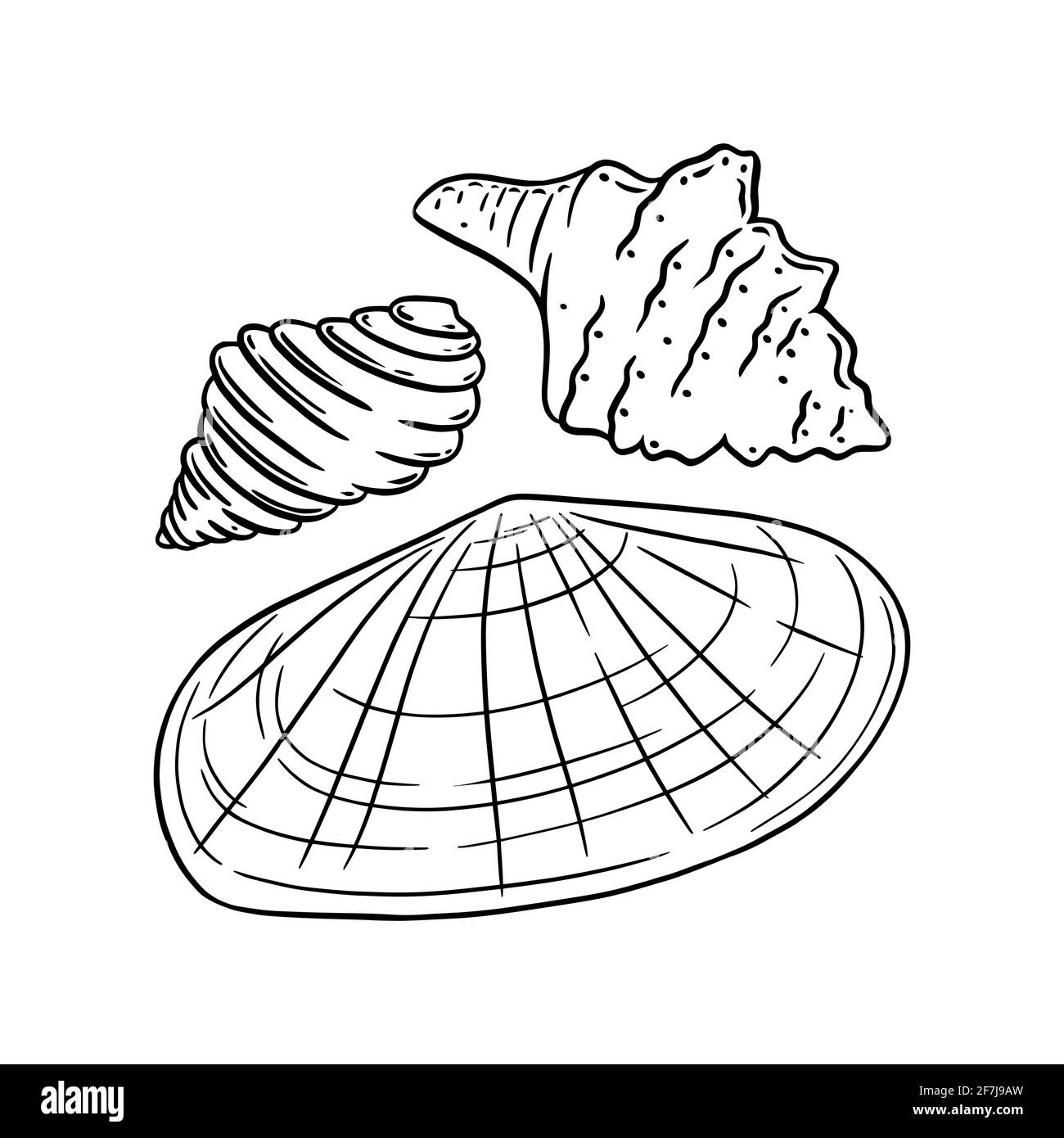 Sunray clam Stock Vector Images - Alamy