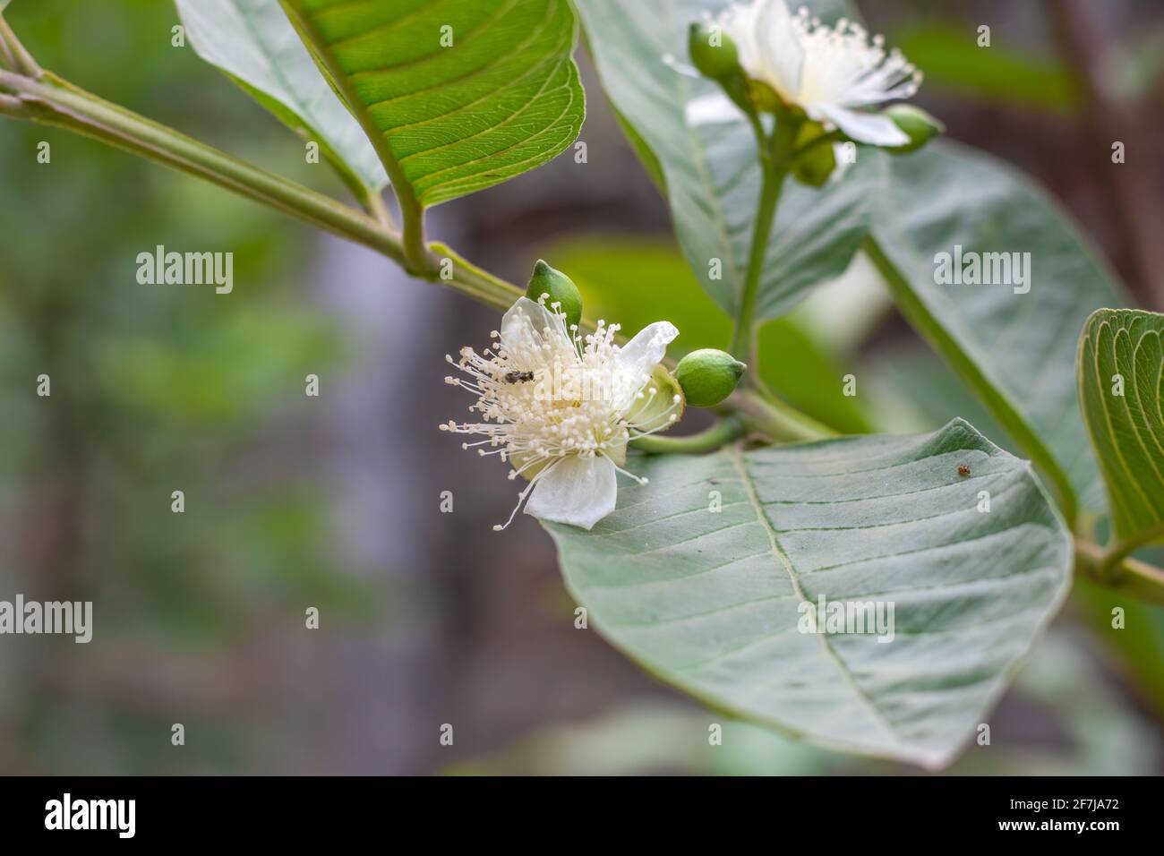 Guava buds hi-res stock photography and images - Alamy
