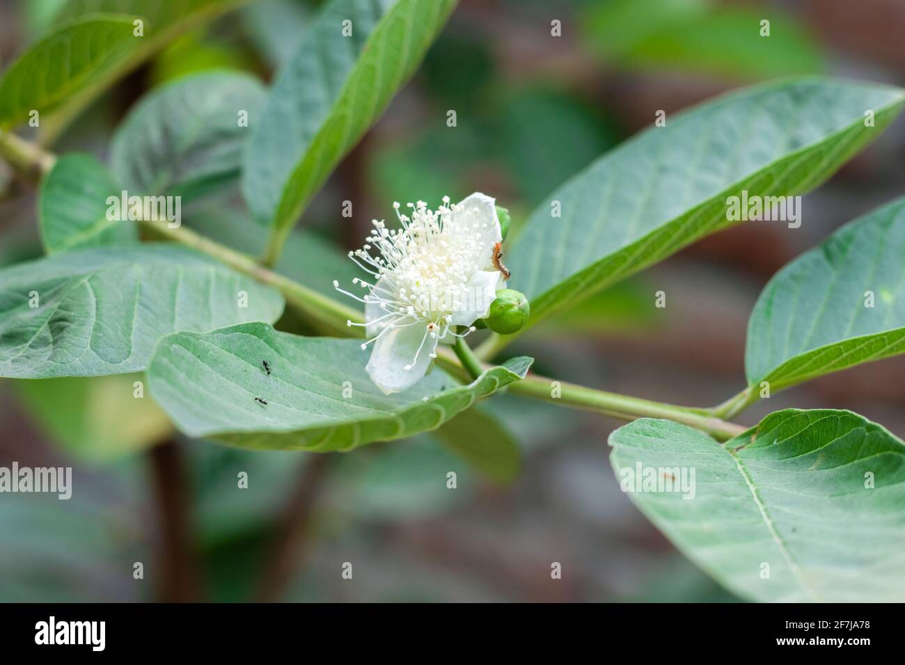 Guava buds hi-res stock photography and images - Alamy