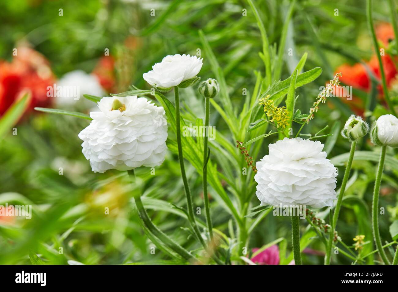Collecting beautiful colorful flowers on the farm in the greenhouse is ...