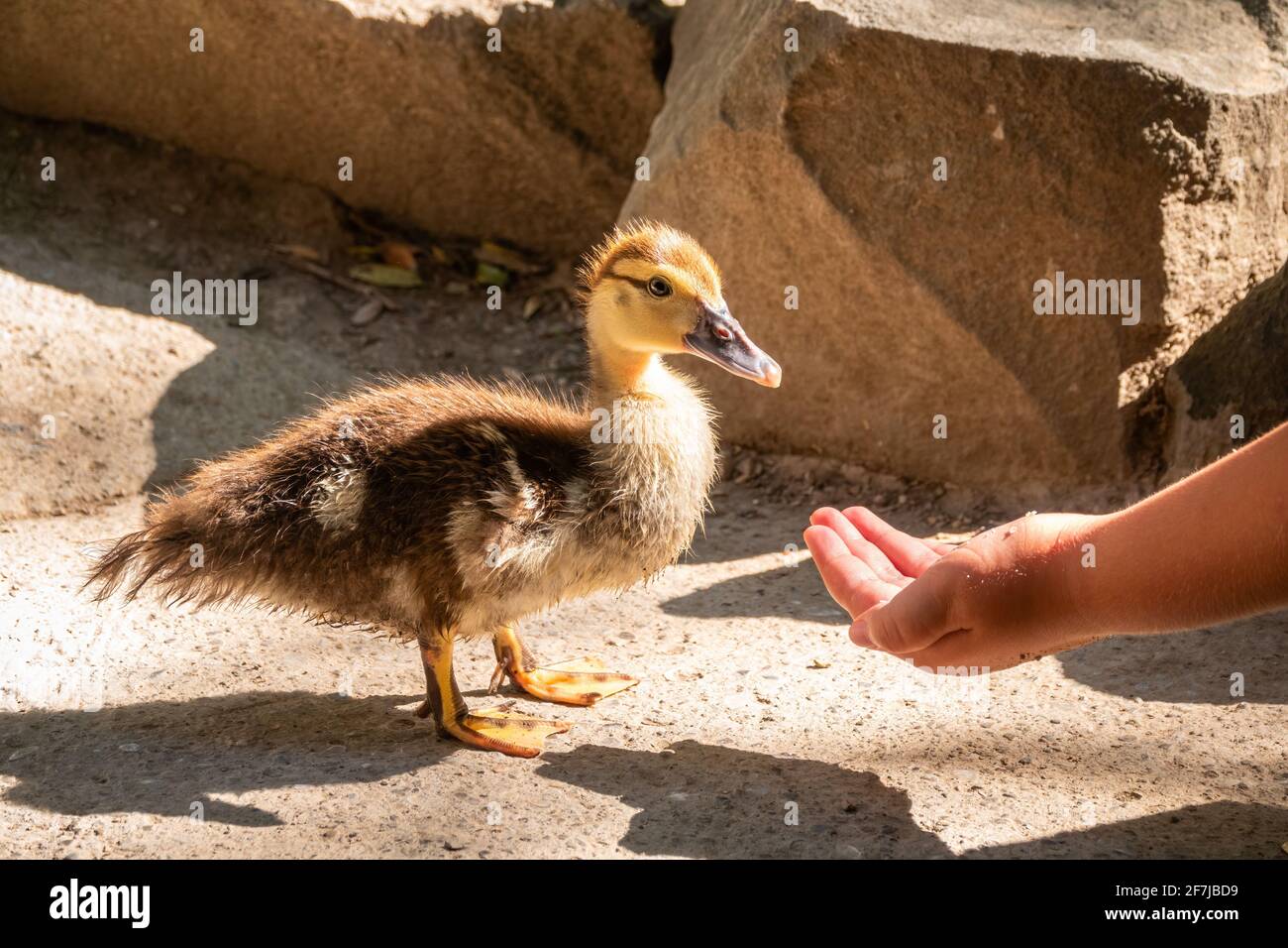 Hungry duckling hi-res stock photography and images - Alamy