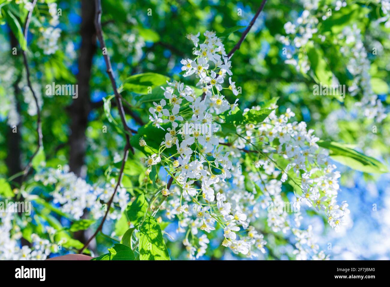Spring flowering of the cherry tree with a Sunny glow on the side Stock ...