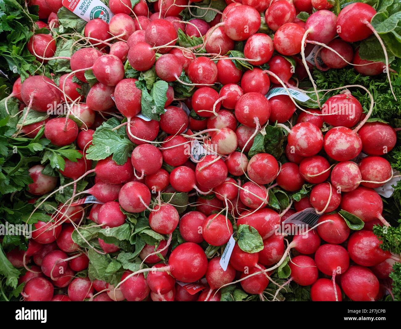 Various Raddish Available for Purchase Stock Photo - Alamy