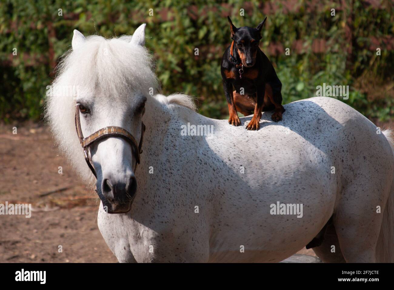 Zvergpincher hi-res stock photography and images - Alamy