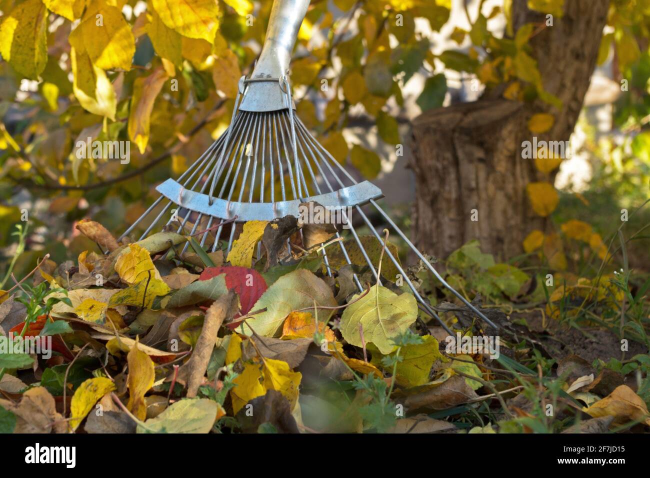 Working metal part of the garden's rake standing at the trunk of an ...