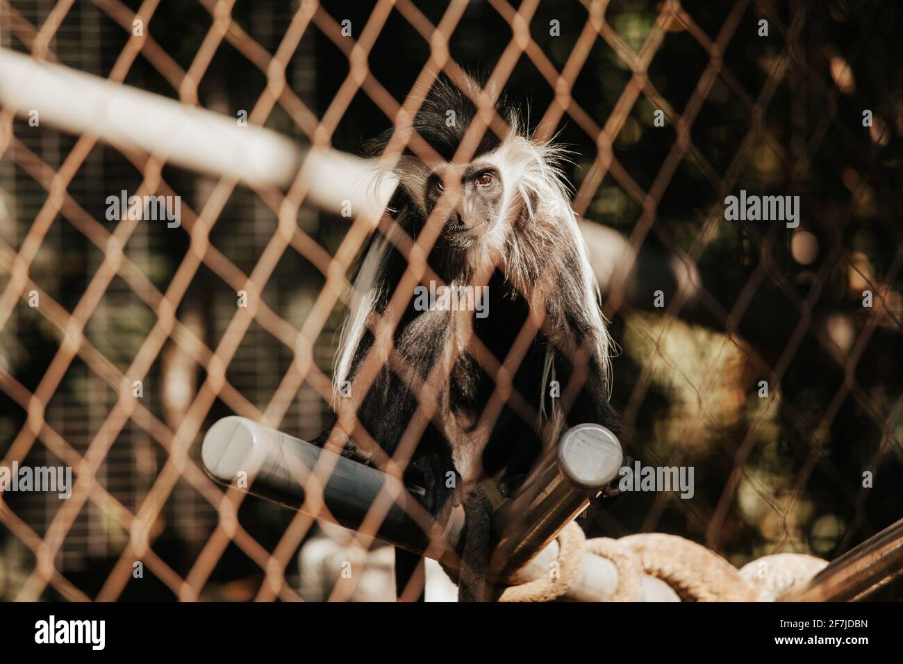 Small monkey looking out through the cage Stock Photo - Alamy