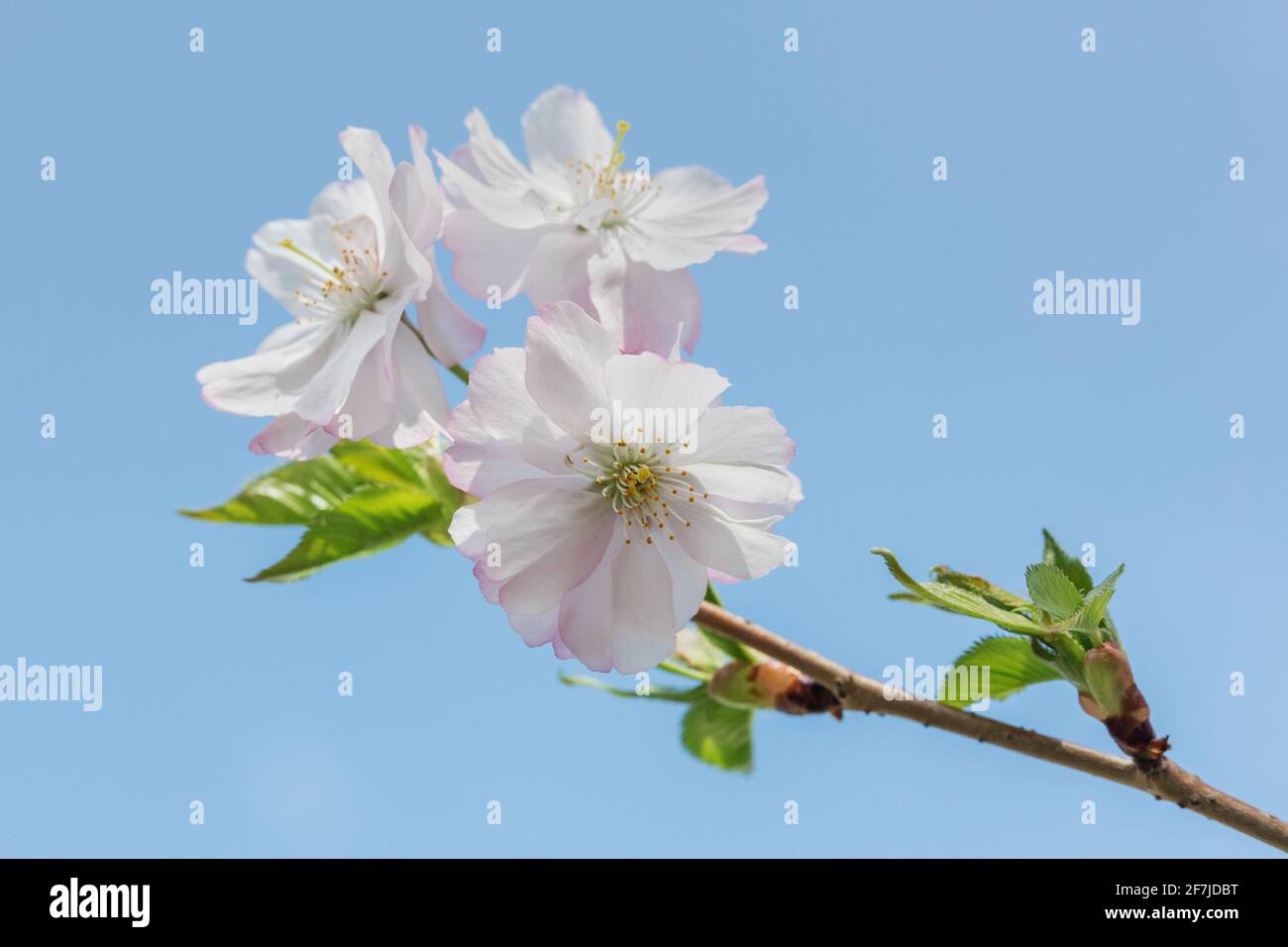 Flowering crabapple tree blossoms in Iowa Stock Photo - Alamy