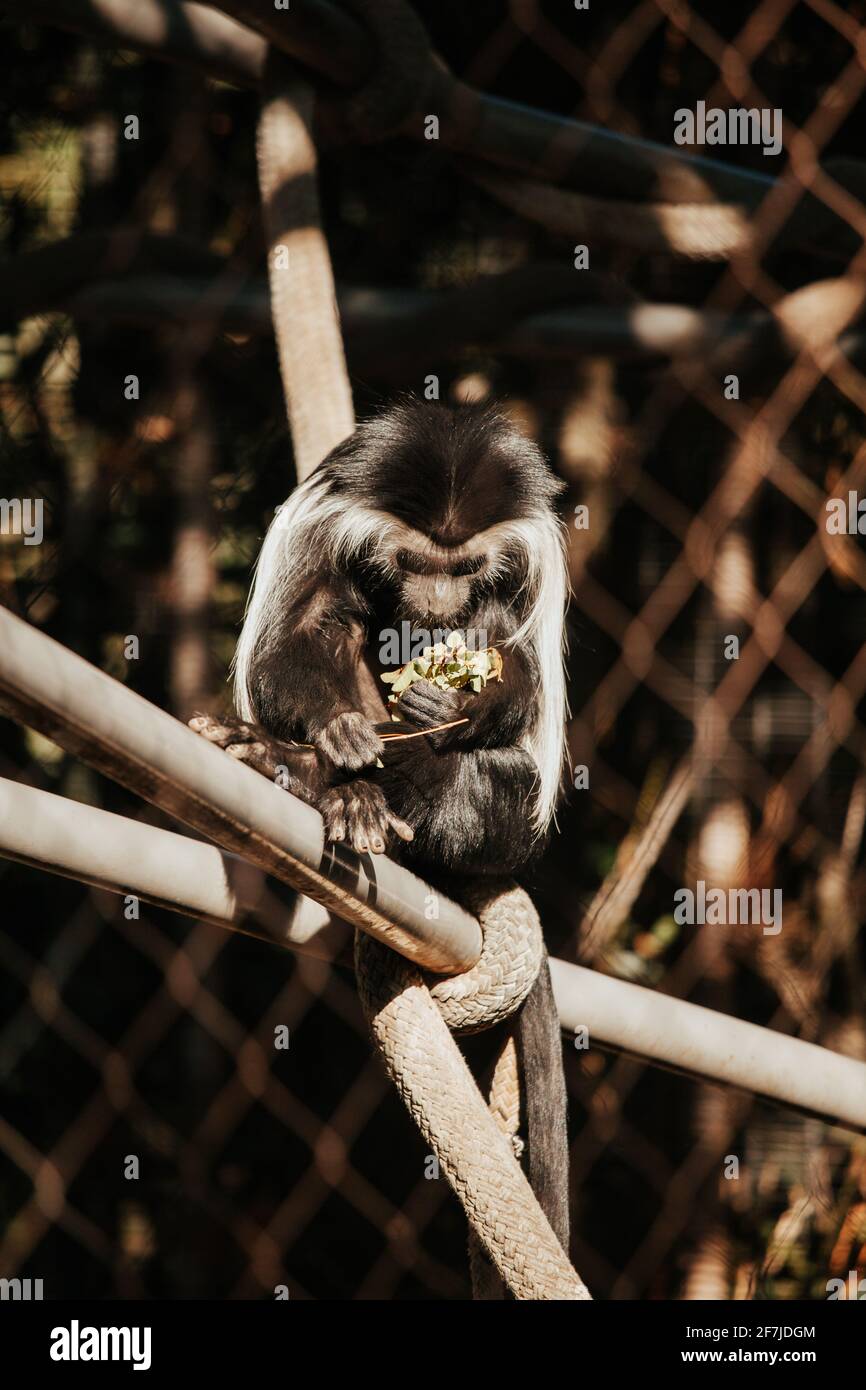 Small monkey eating in the zoo cage Stock Photo - Alamy