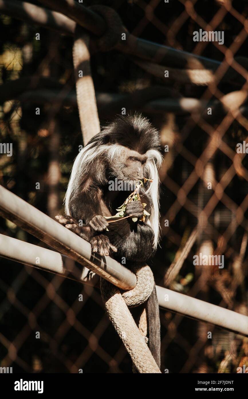 Small monkey eating in the zoo cage Stock Photo - Alamy
