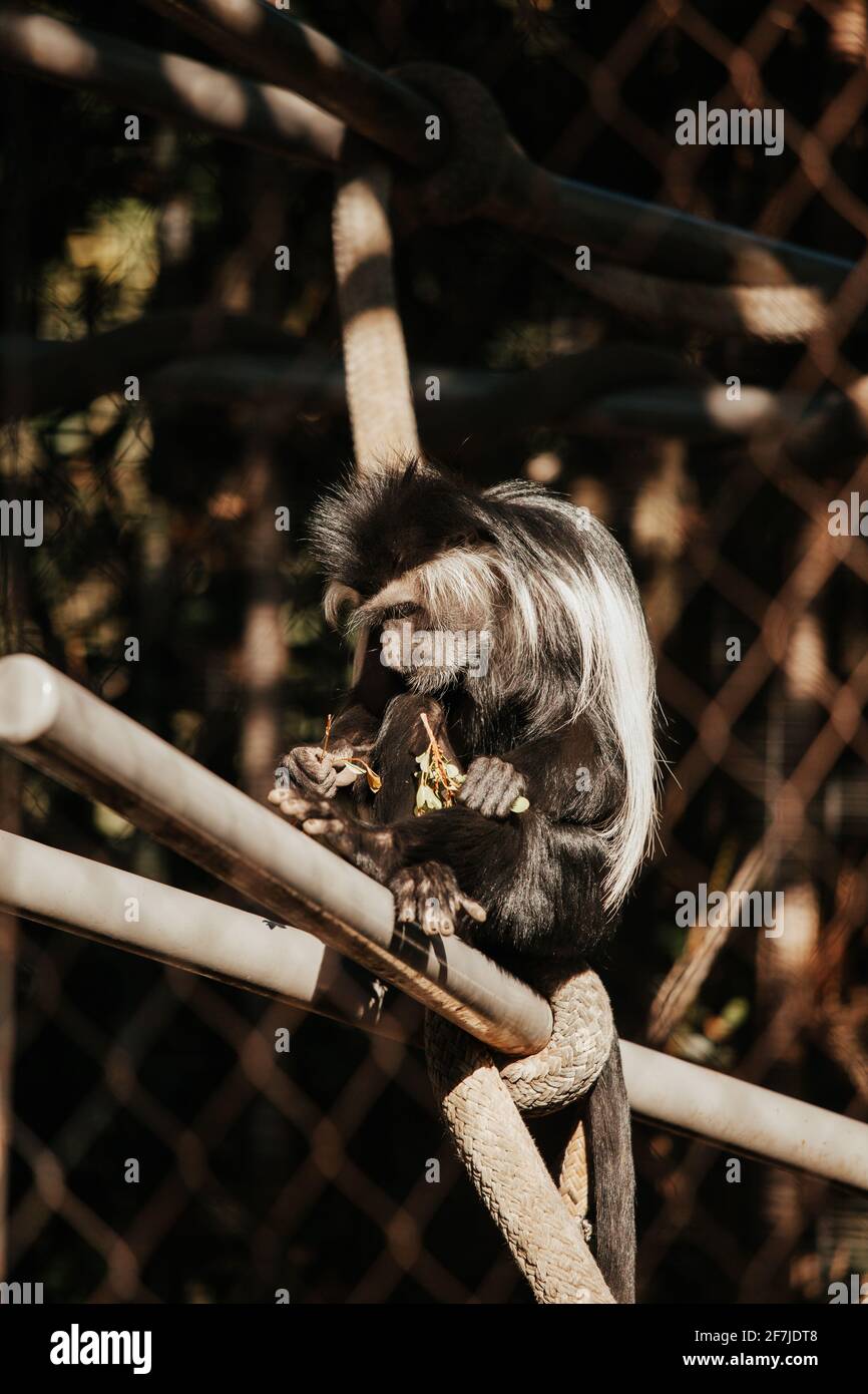 Small monkey eating in the zoo cage Stock Photo - Alamy