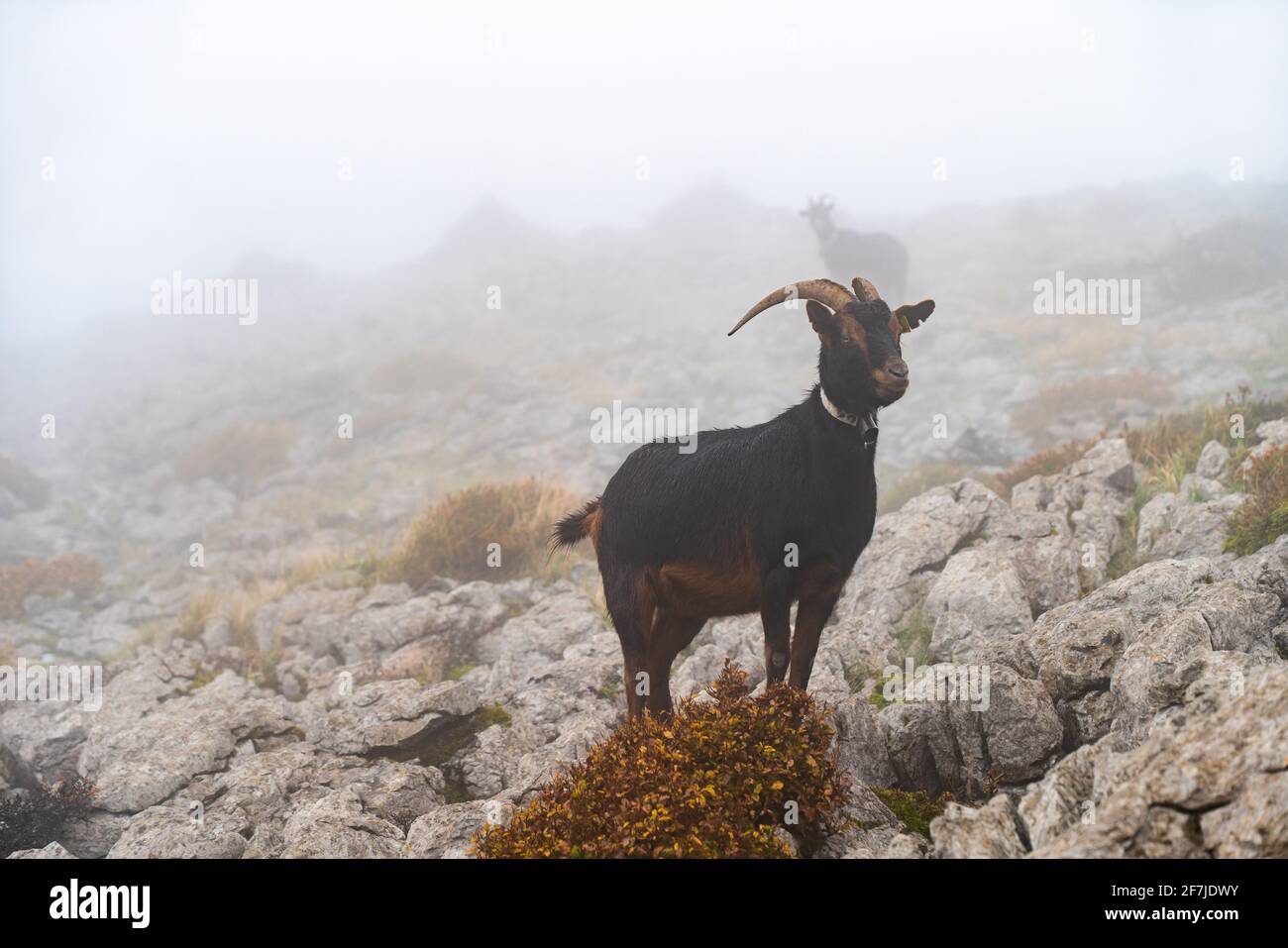 Goats and sheep in the fog hi-res stock photography and images - Alamy
