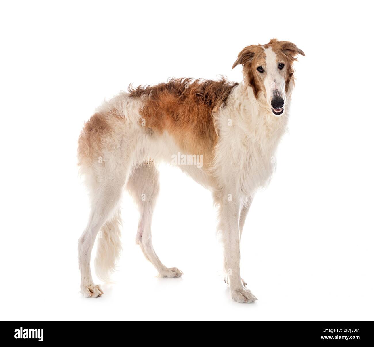 young borzoi in front of white background Stock Photo - Alamy