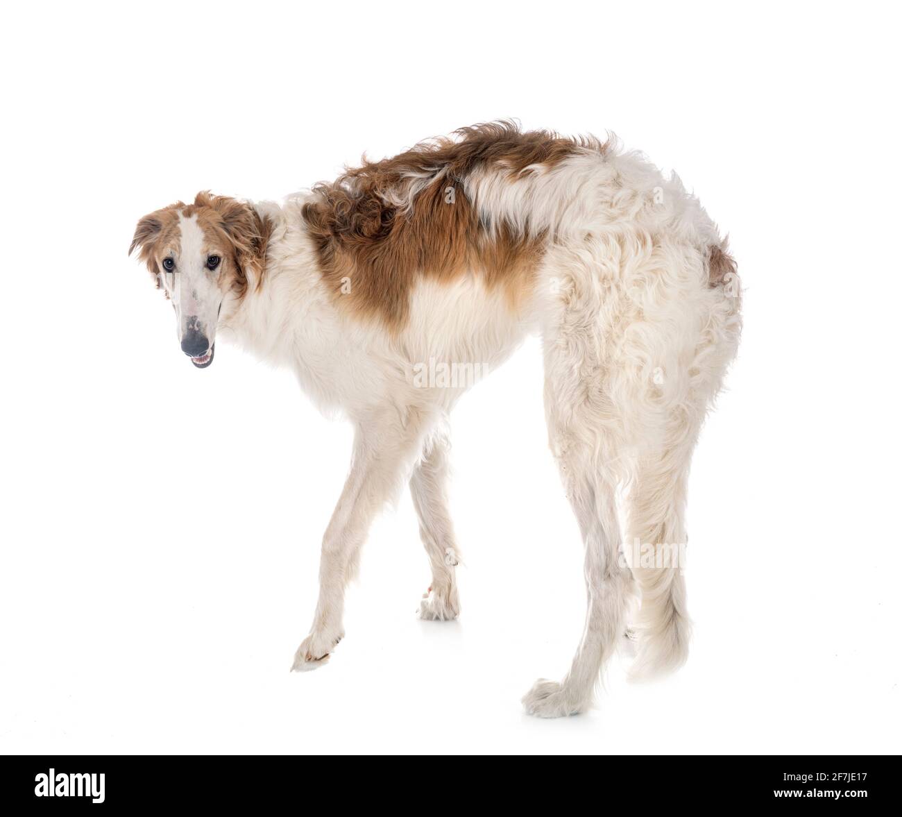 young borzoi in front of white background Stock Photo - Alamy