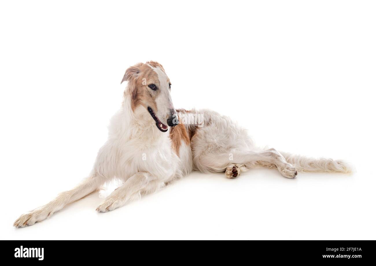 young borzoi in front of white background Stock Photo - Alamy