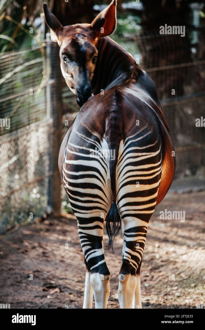 Male Okapi from behind looking at the camera Stock Photo - Alamy