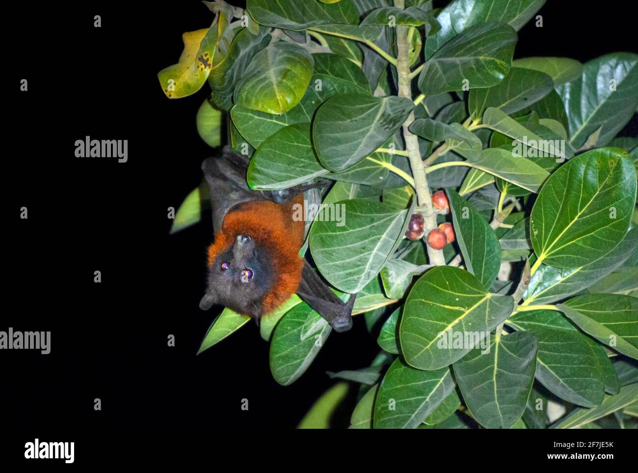 The Indian flying fox, also known as the greater Indian fruit bat, is a ...