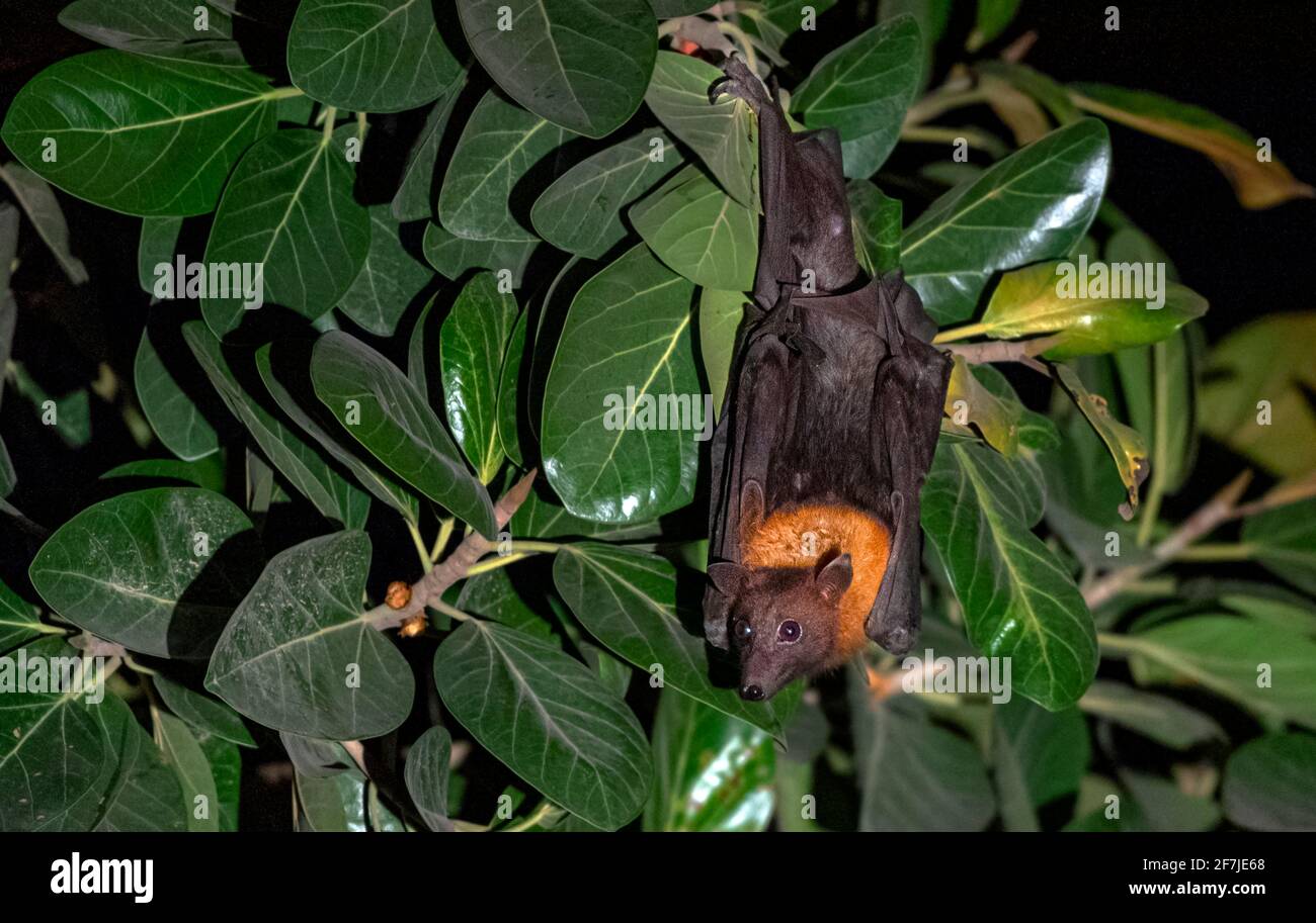 The Indian flying fox, also known as the greater Indian fruit bat, is a ...