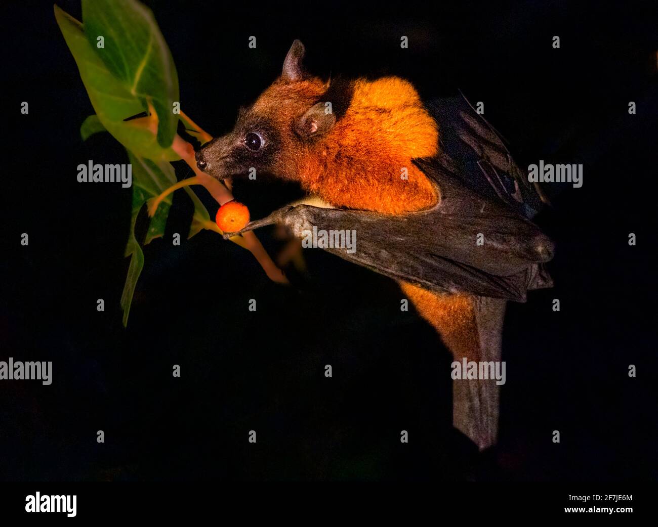 The Indian flying fox, also known as the greater Indian fruit bat, is a ...