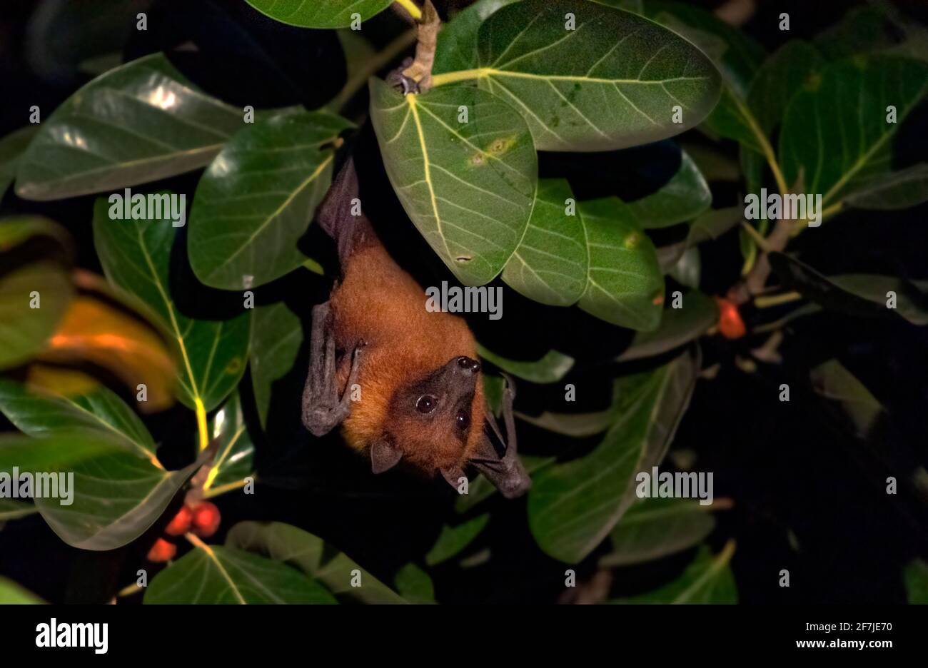 The Indian flying fox, also known as the greater Indian fruit bat, is a ...