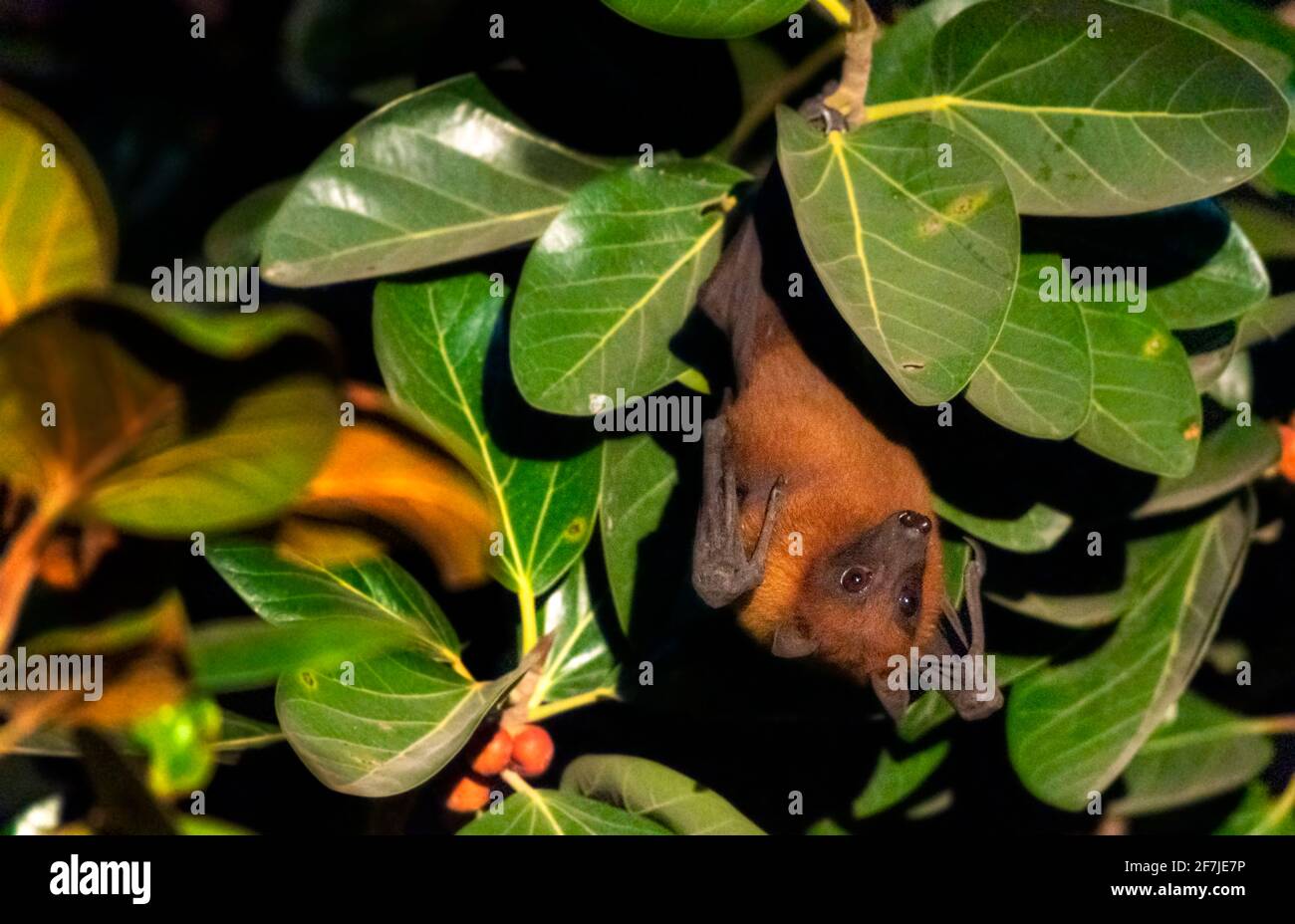 The Indian flying fox, also known as the greater Indian fruit bat, is a ...