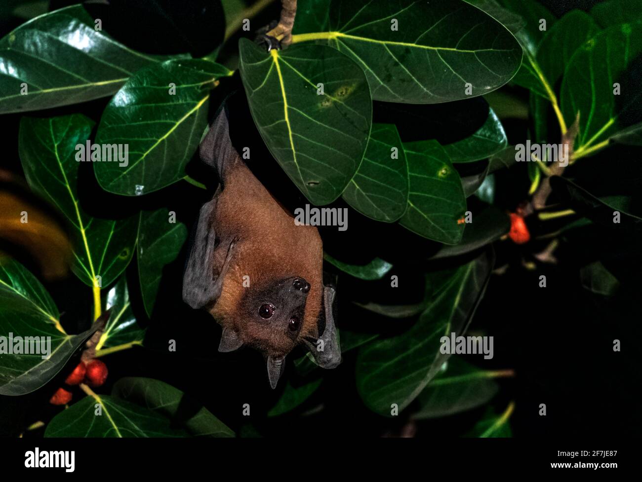 The Indian flying fox, also known as the greater Indian fruit bat, is a ...