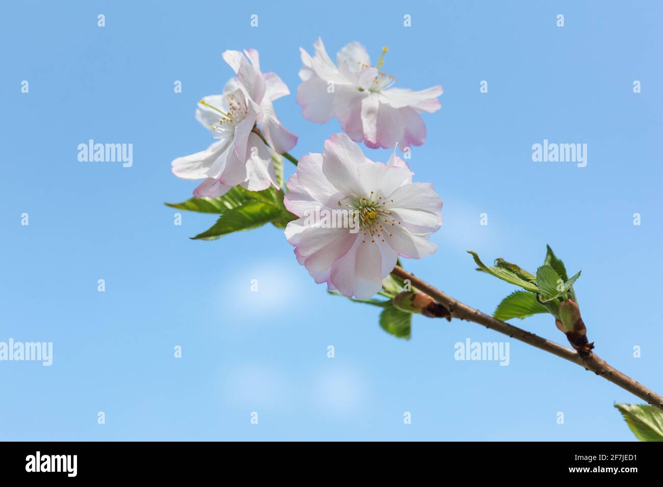 Flowering crabapple tree blossoms in Iowa Stock Photo - Alamy