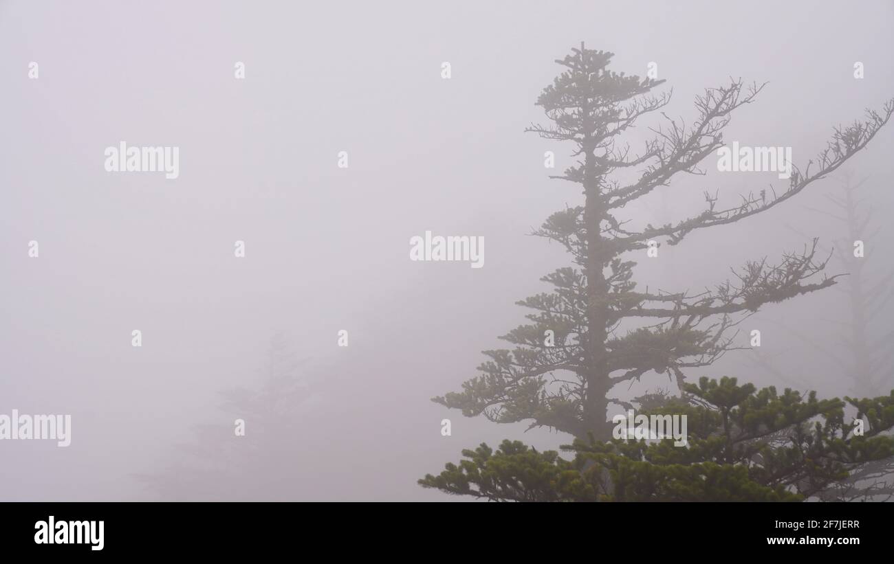 Tree hill visible hi-res stock photography and images - Alamy