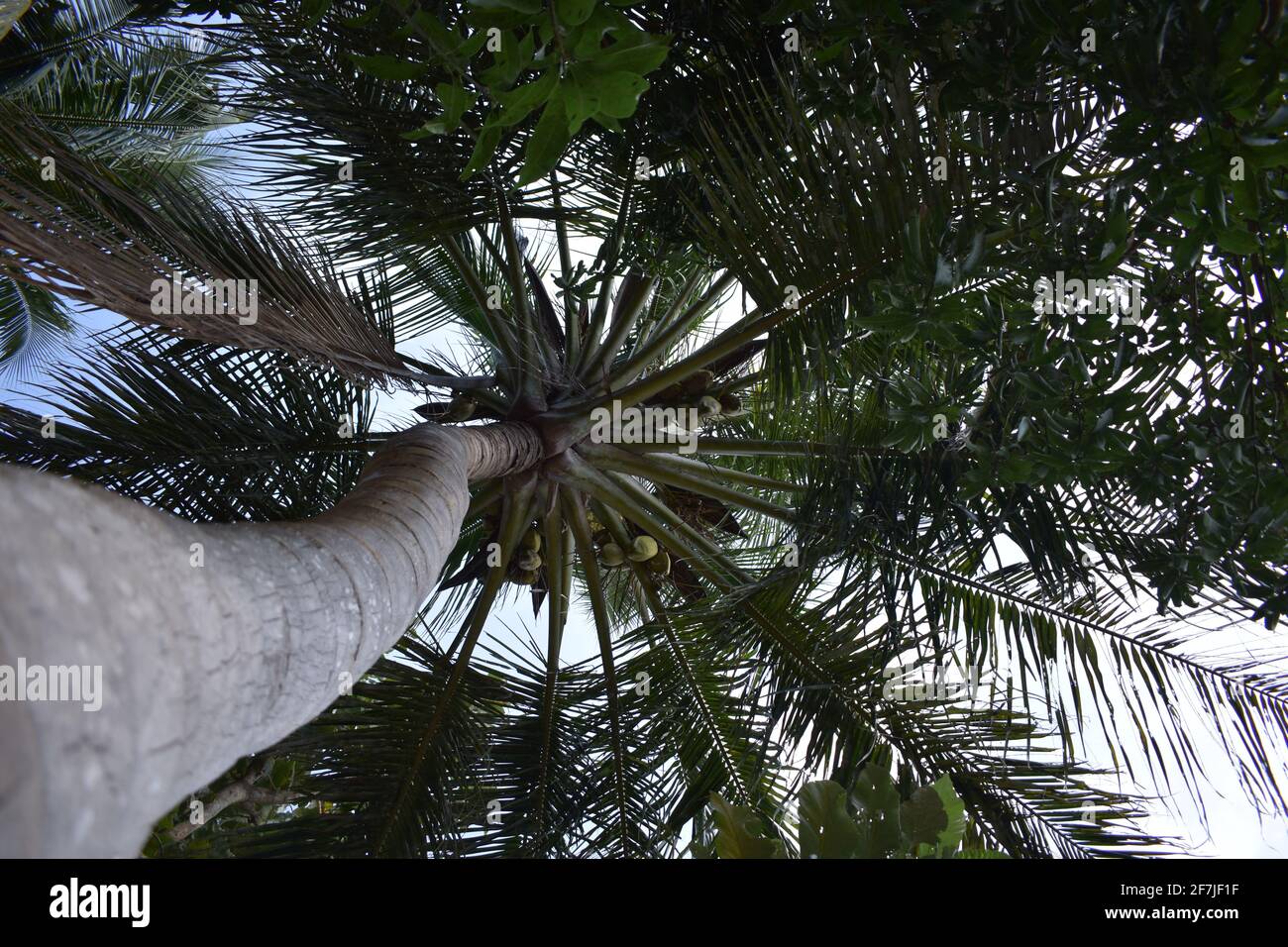 Coconut tree from down hi-res stock photography and images - Alamy