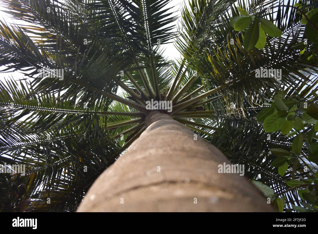 Coconut tree from down hi-res stock photography and images - Alamy