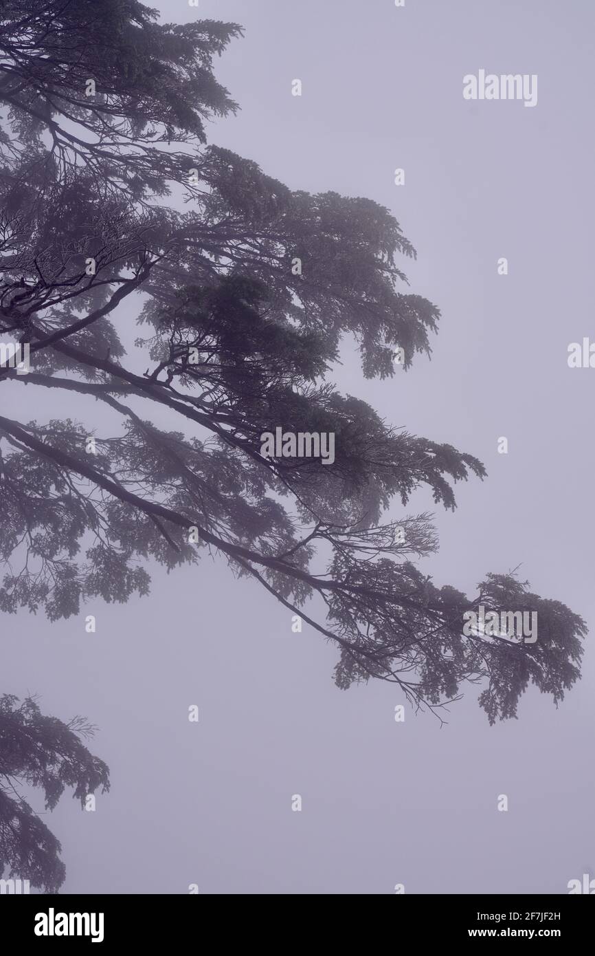 Mist and morning fog hi-res stock photography and images - Alamy