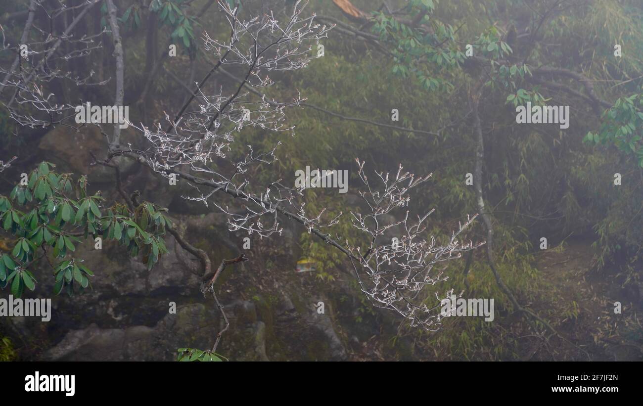 Dewdrop on tree branches in the morning with background hidden by fog ...