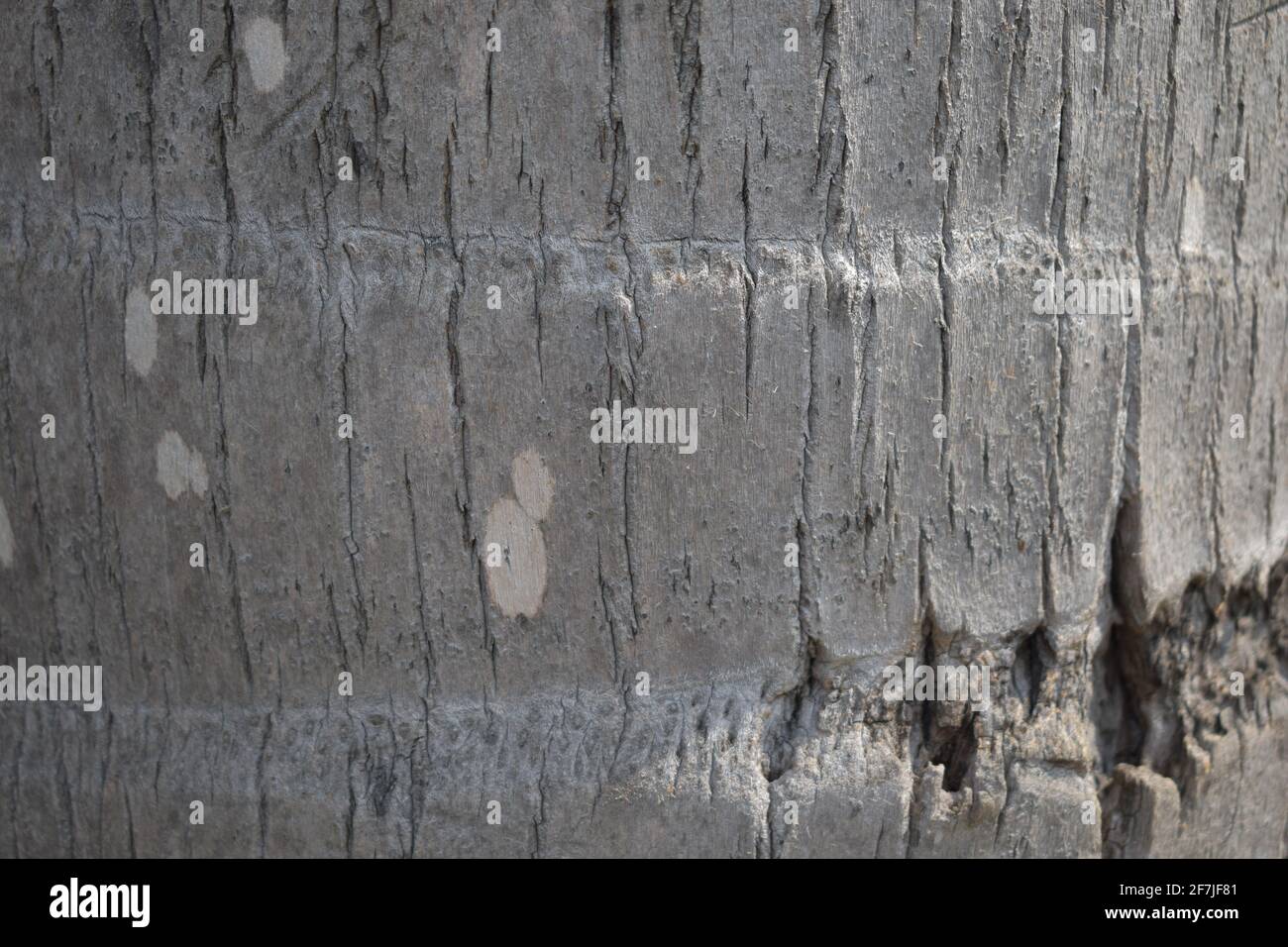 upside down view of coconut tree and sky from the beach Stock Photo - Alamy
