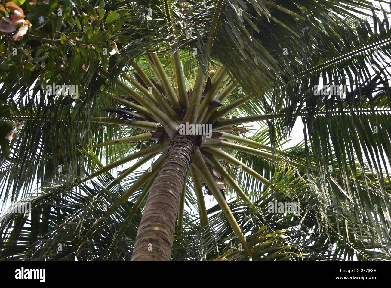 upside down view of coconut tree and sky from the beach Stock Photo - Alamy