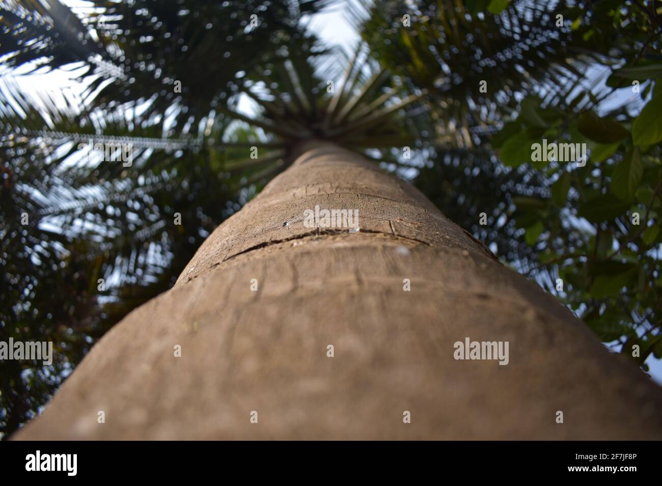 Coconut tree from down hi-res stock photography and images - Alamy