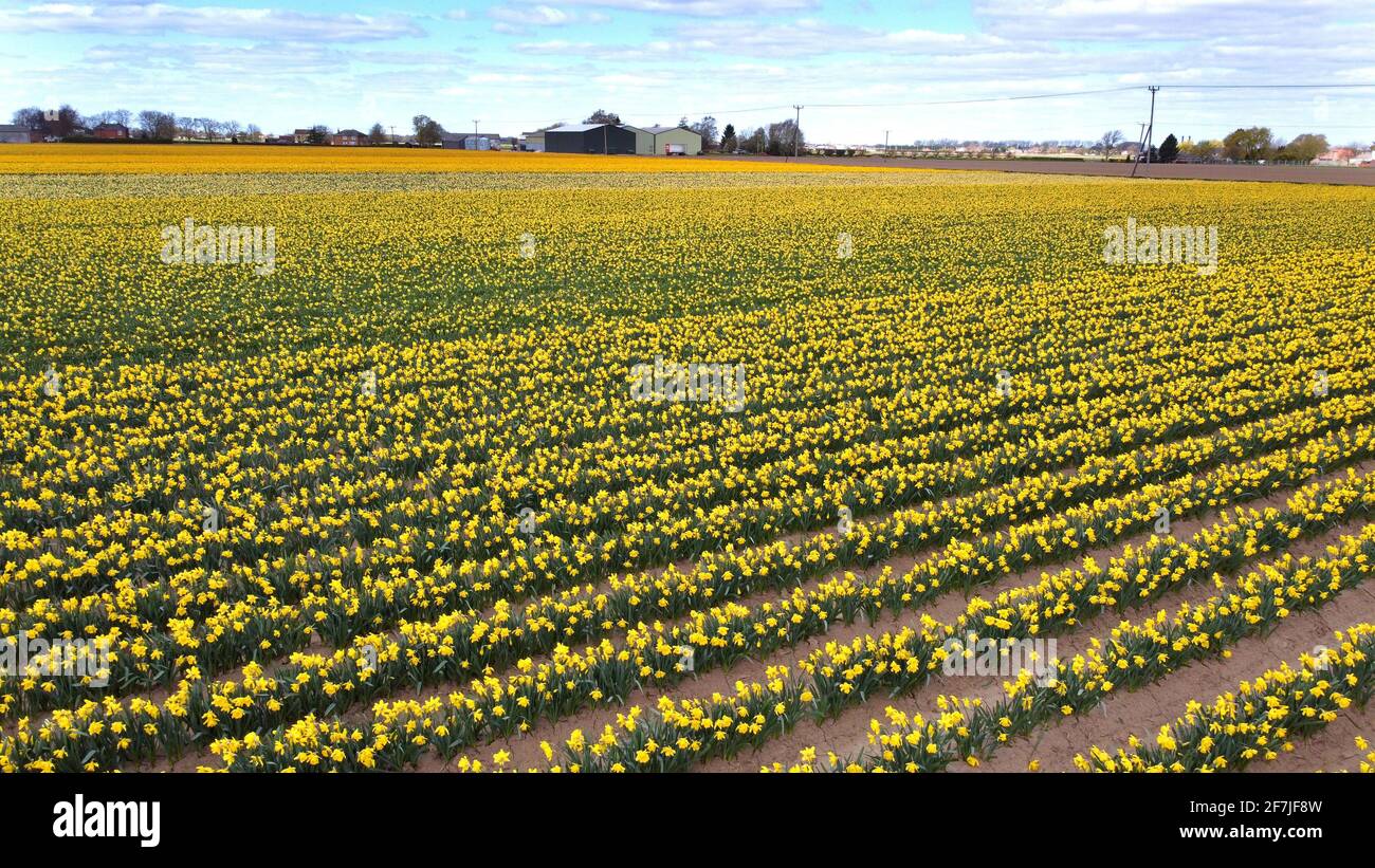 Spalding, UK. 07th Apr, 2021. These daffodil fields are still providing ...