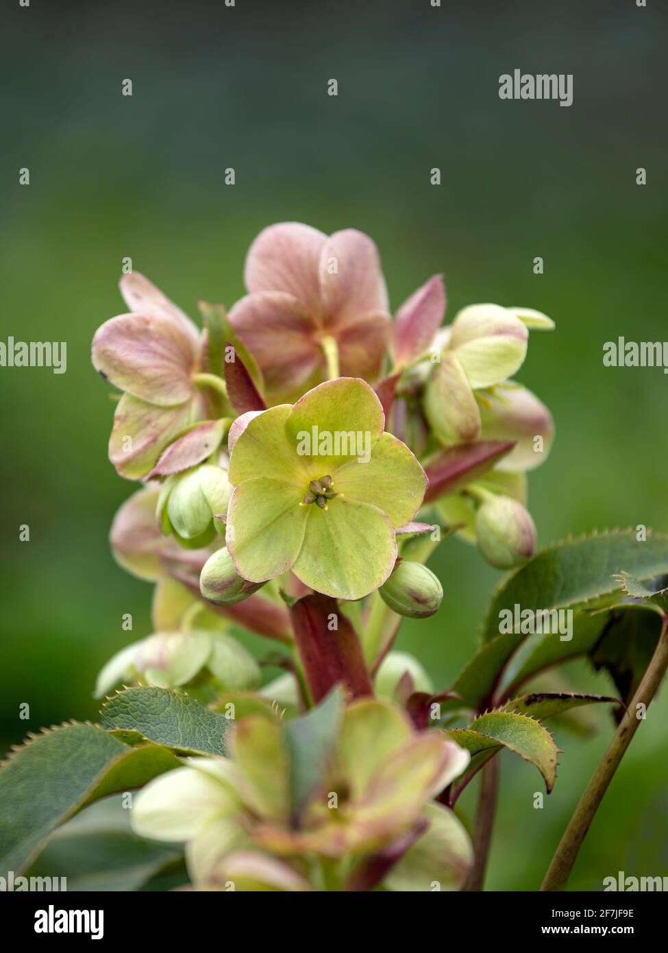 Semi evergreen hi-res stock photography and images - Alamy