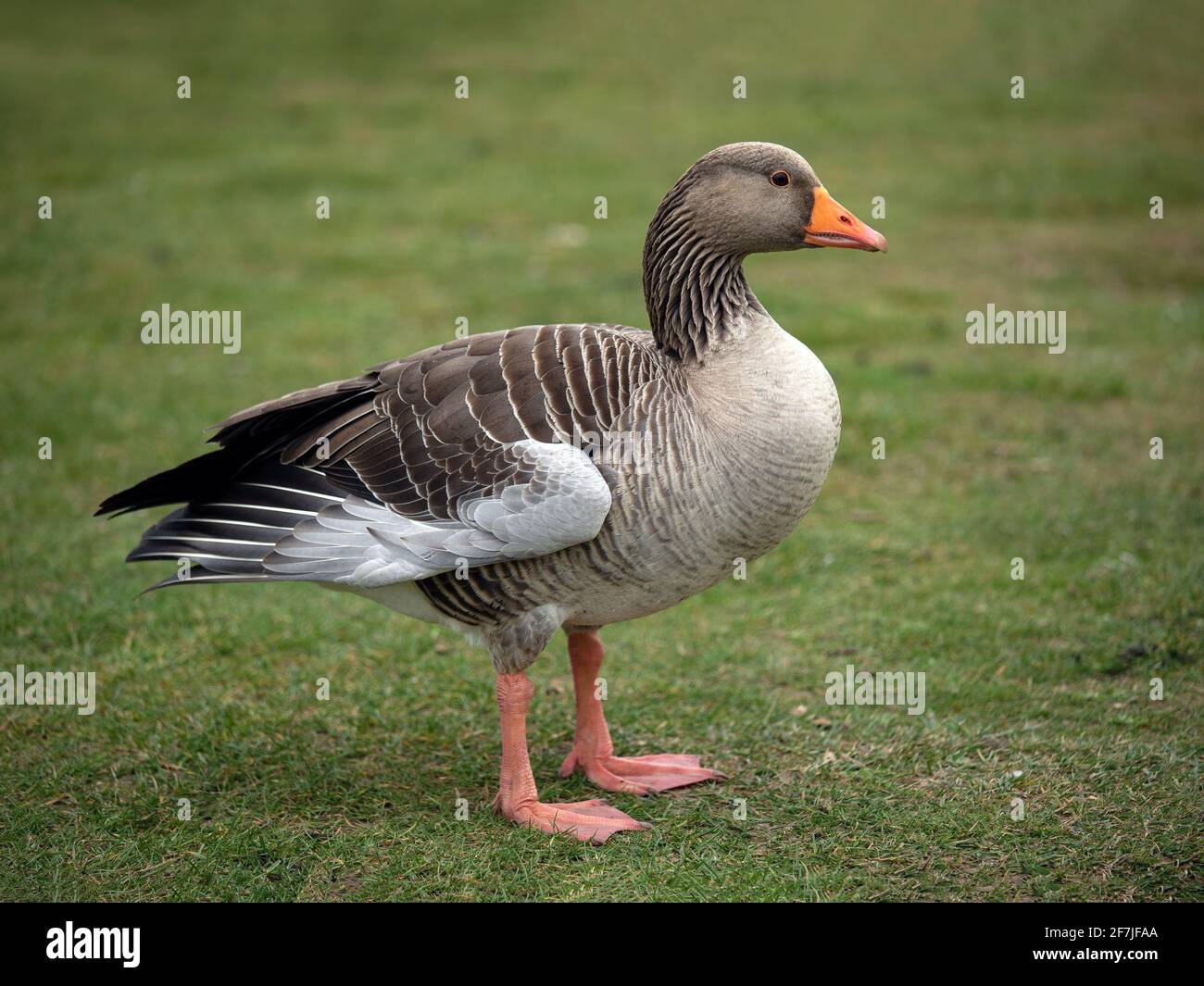Greylag goose (Anser anser). Side view of single bird on grass Stock ...