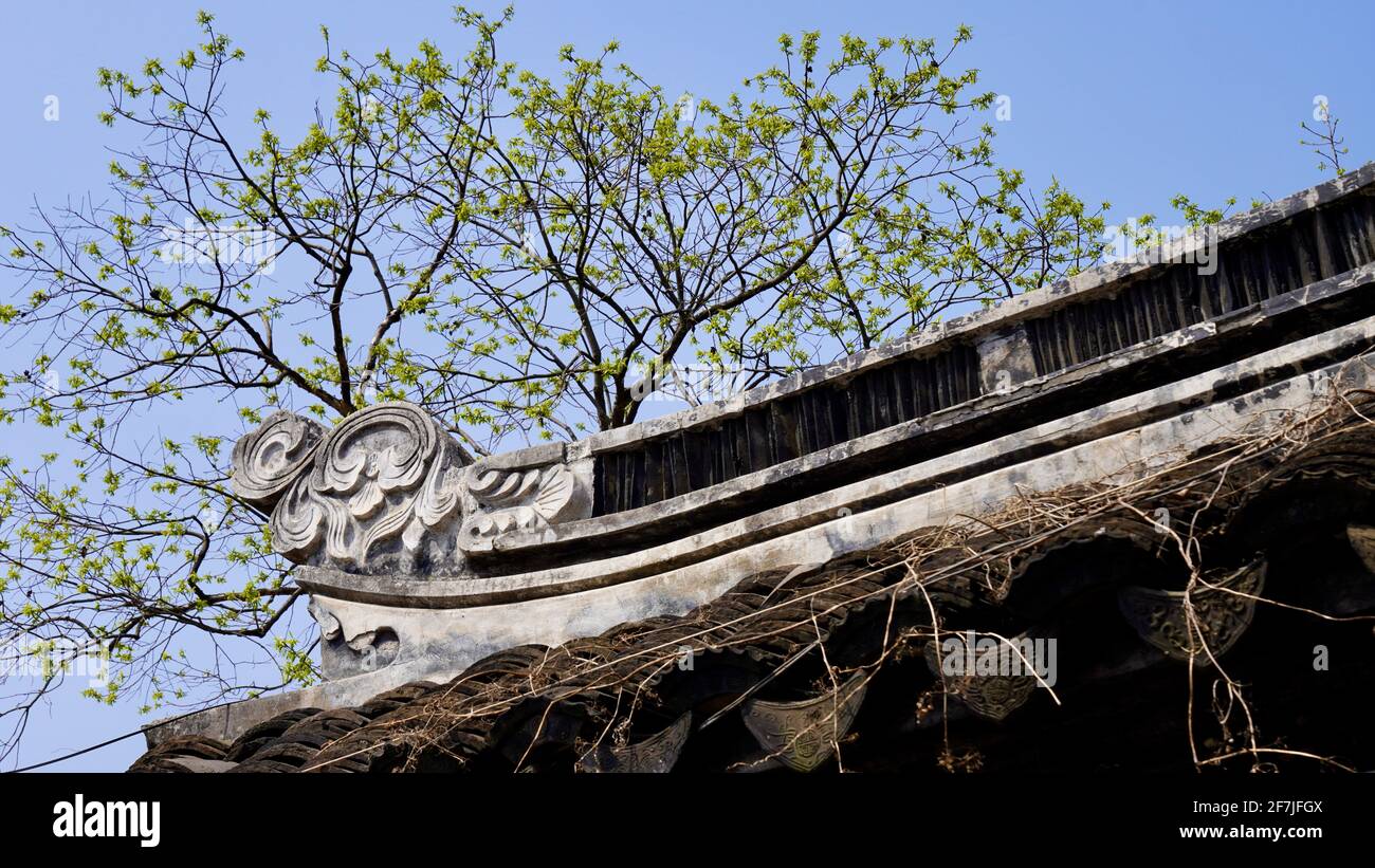 Tree with lots of branches hi-res stock photography and images - Alamy