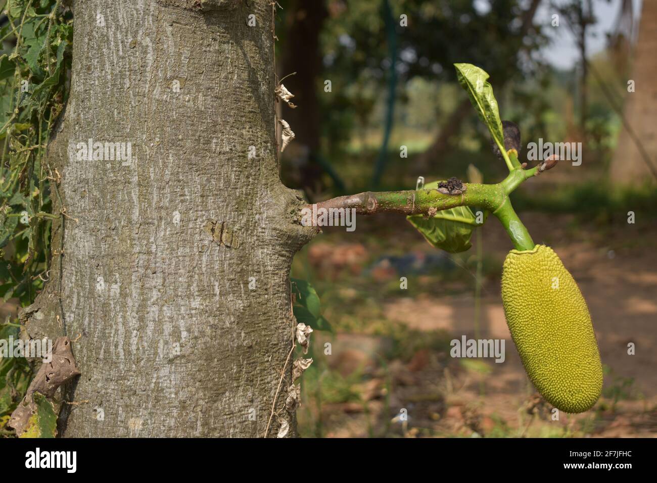Green tropical fruits hi-res stock photography and images - Alamy
