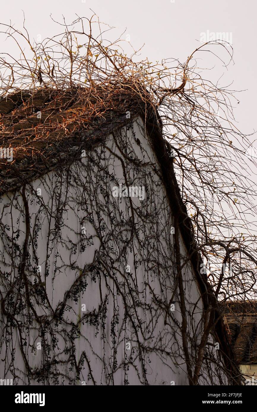 Old house and vines hi-res stock photography and images - Alamy