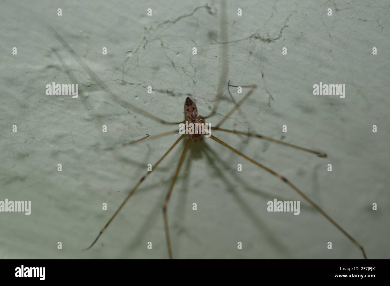 Spiderweb wall hi-res stock photography and images - Alamy
