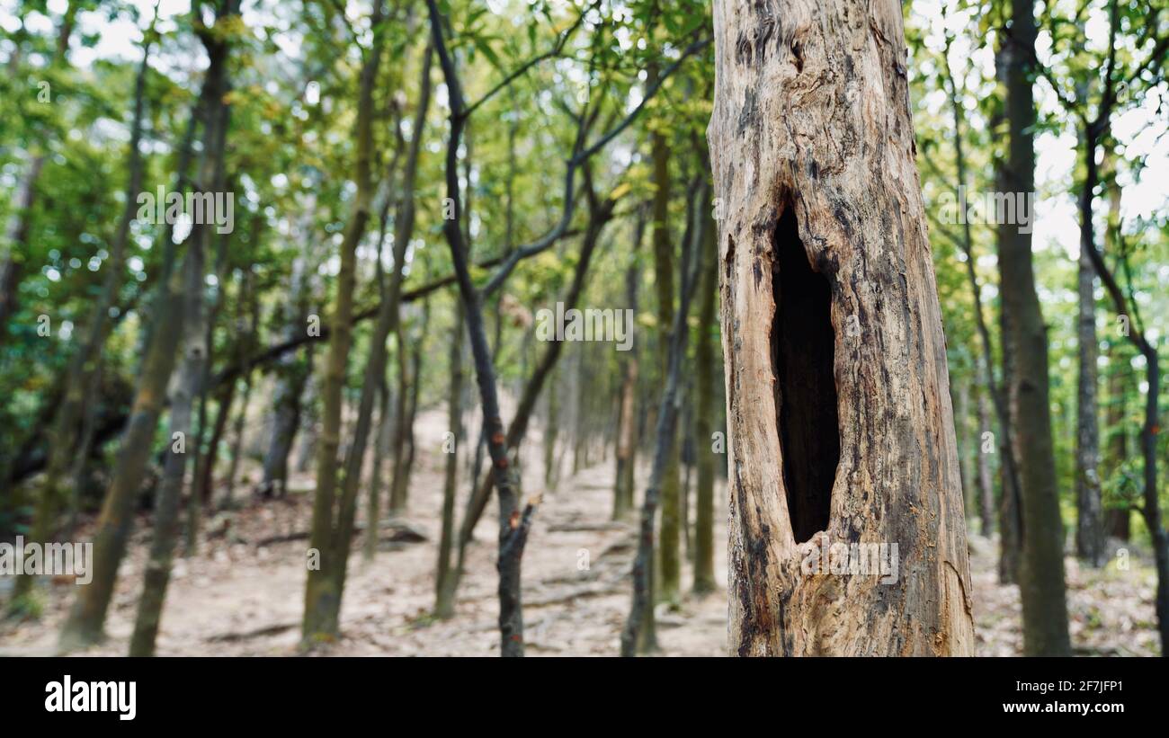 Withered tree hi-res stock photography and images - Alamy