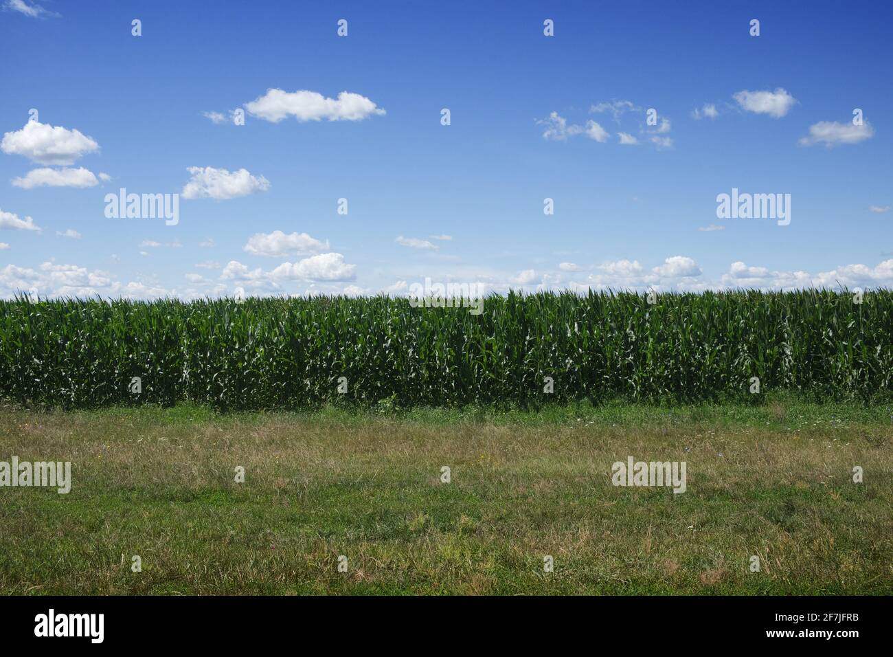 Corn plantation under a clear blue sky on a sunny day. Agricultural ...