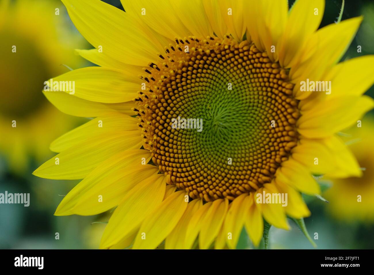 Sunflower single hi-res stock photography and images - Alamy