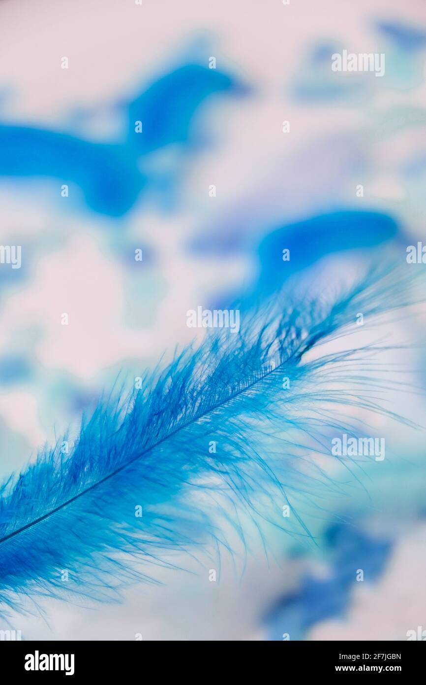 White and blue colors. Bird feather on selective focus. Close up ...