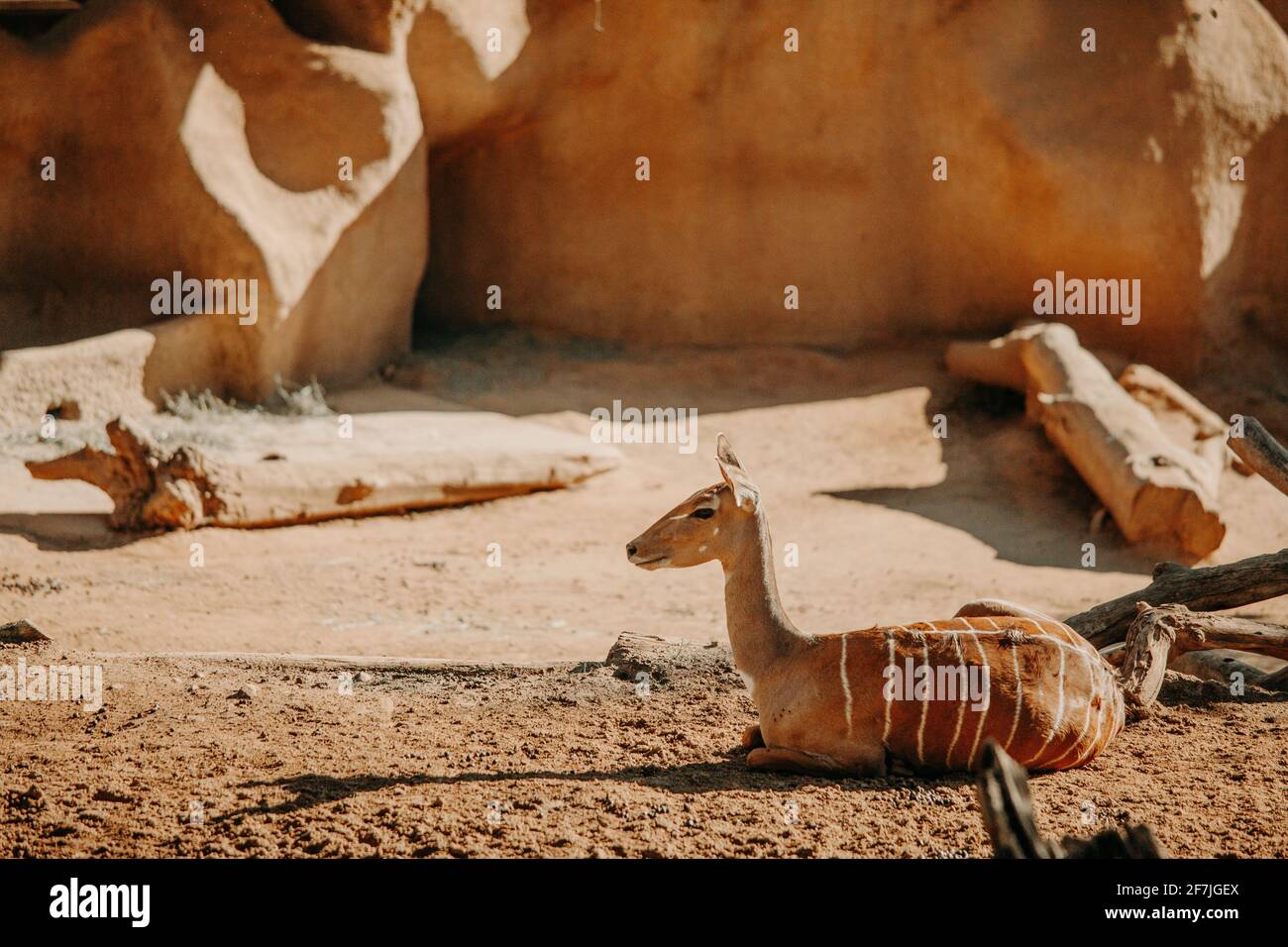 Kudu eating hi-res stock photography and images - Alamy